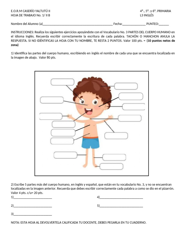 Hoja D Trabajo Partes Del Cuerpo Humano Inglés Pdf