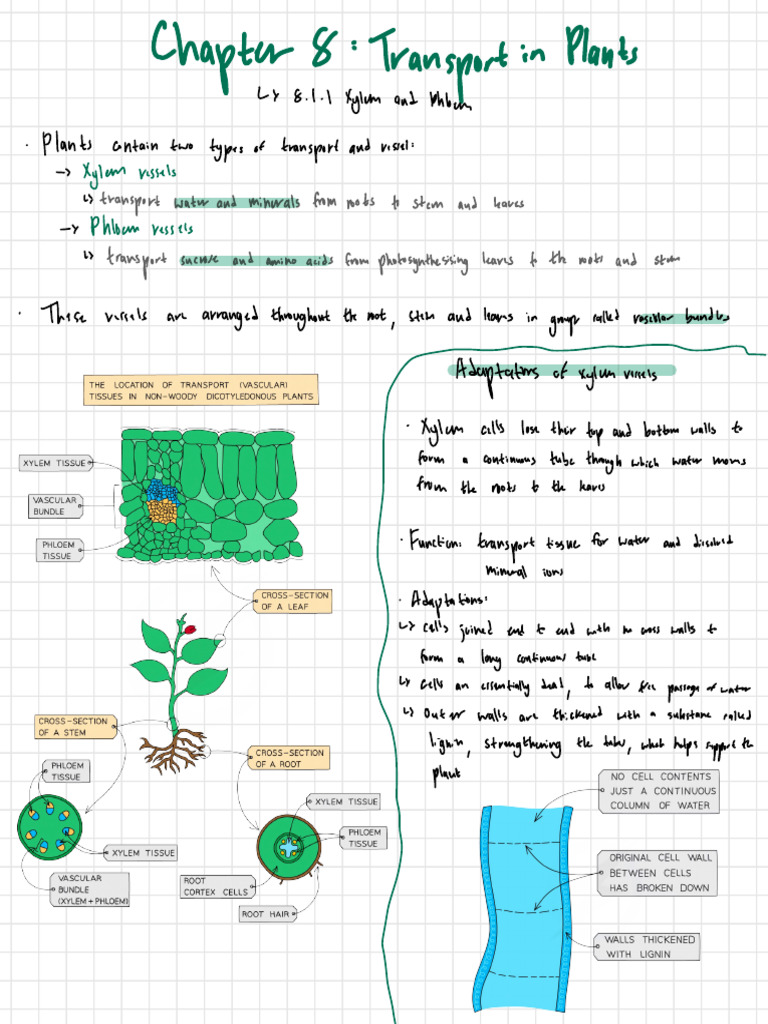 Biology Igcse CH8 Notes | PDF