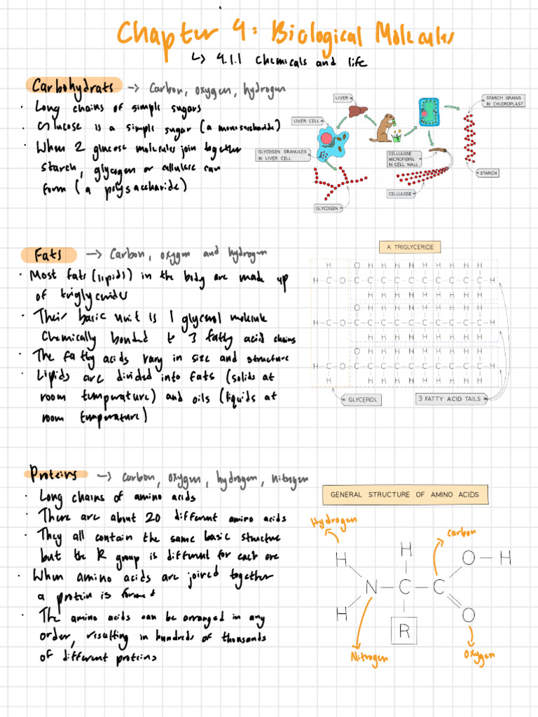 Biology Igcse CH4 Notes | PDF