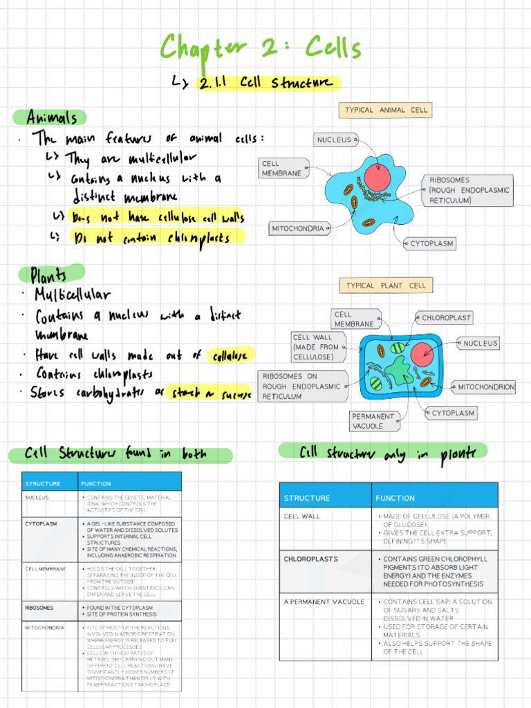 Cell Structure and Organization | PDF | Cell (Biology) | Chloroplast