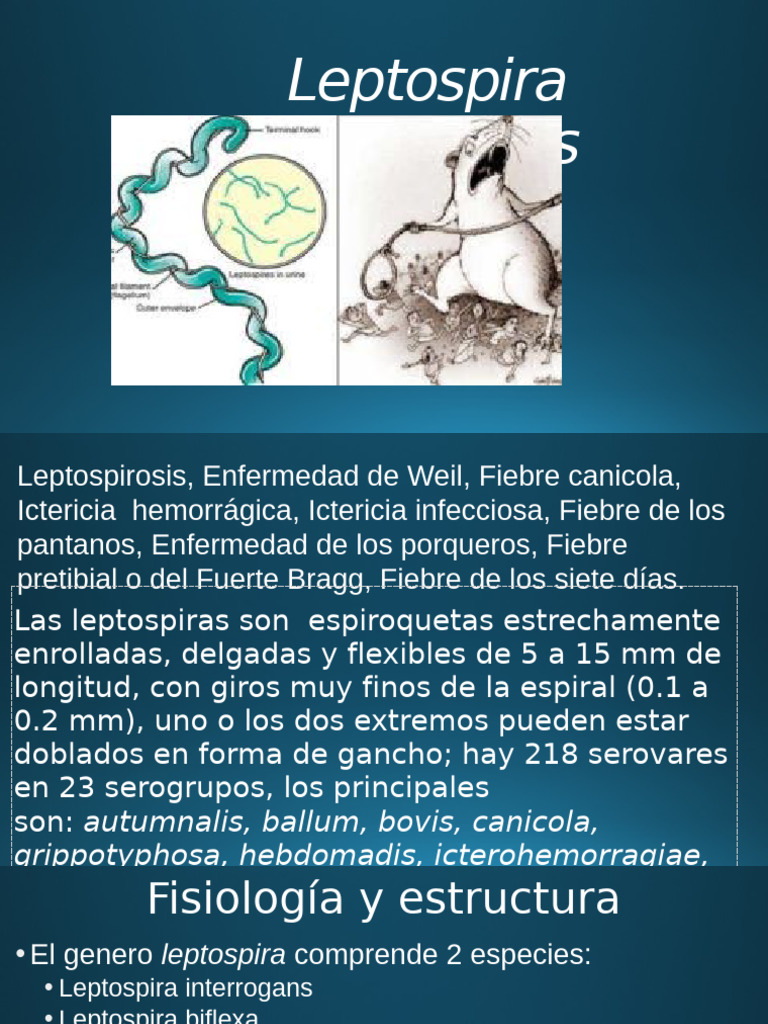 Leptospira | PDF