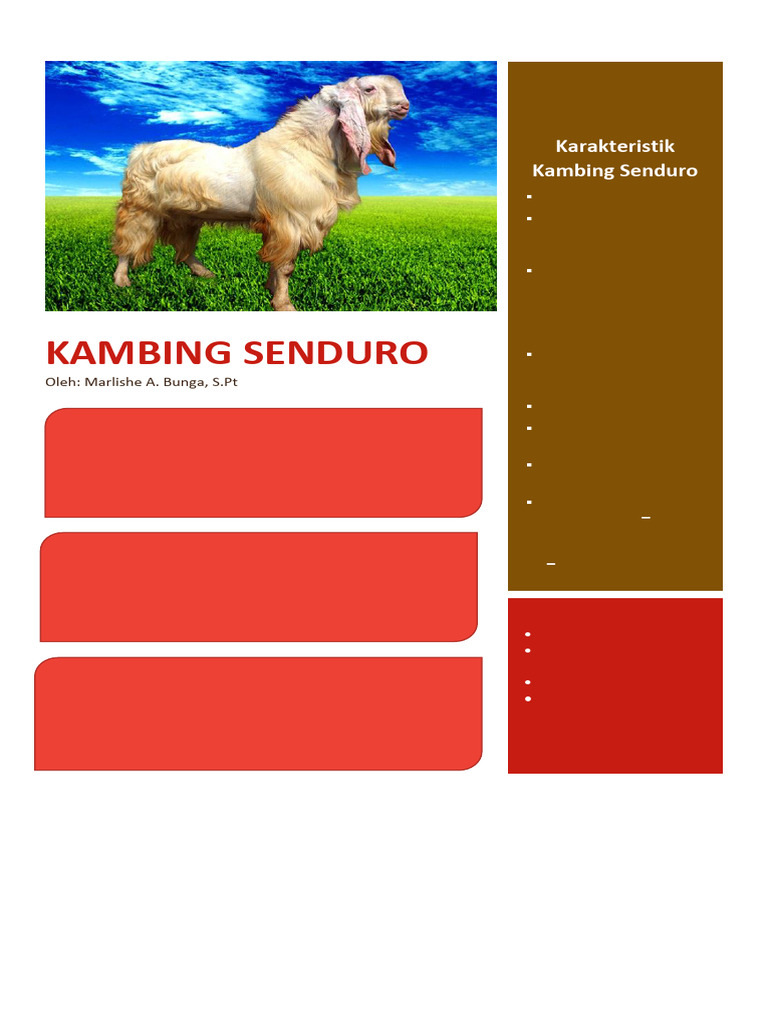 Kambing Senduro: Keunggulan dan Karakteristik | PDF