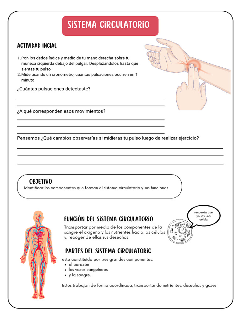 Sistema Circulatorio | PDF