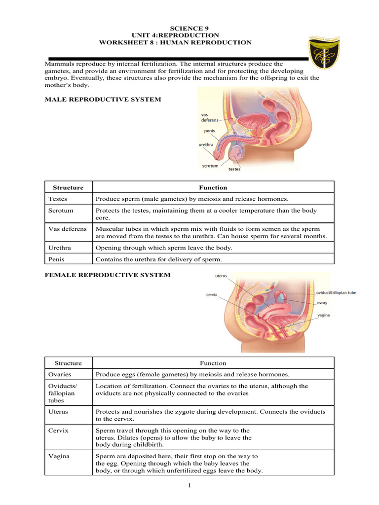 Reproduction Worksheet 8 Human Reproduction | PDF