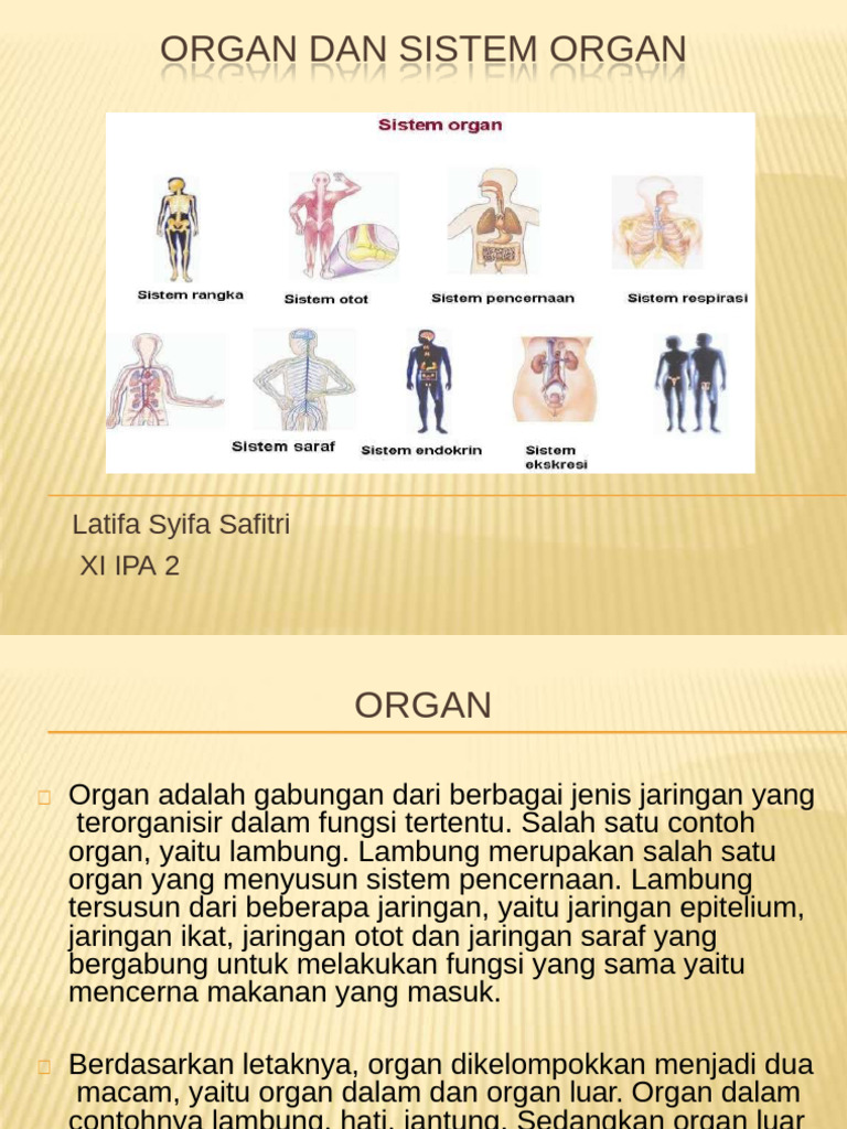 Organ Dan Sistem Organ | PDF