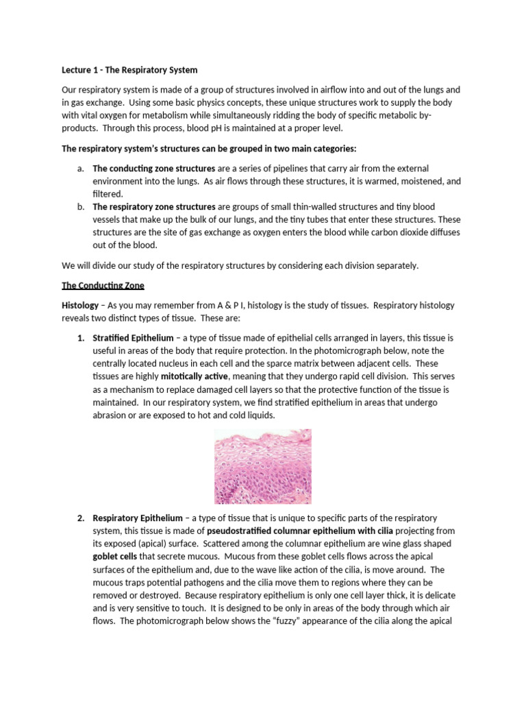 1 19 Lecture 1 Respiratory System Pdf