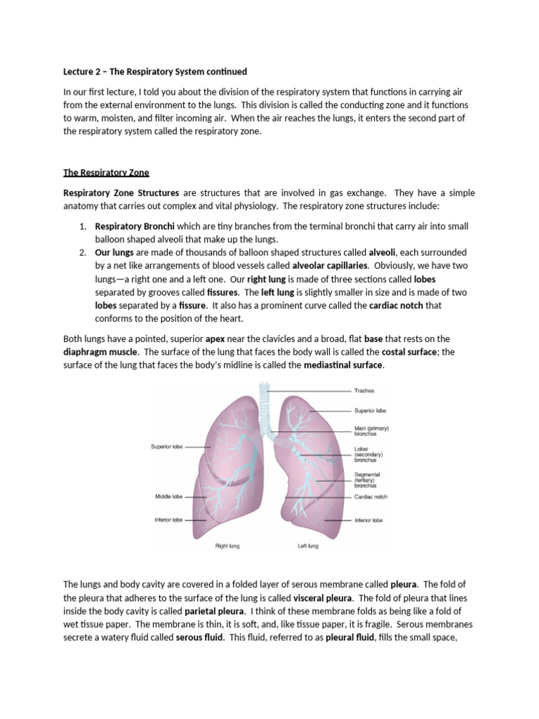 1 - 22 Lecture 2 - Respiratory System | PDF