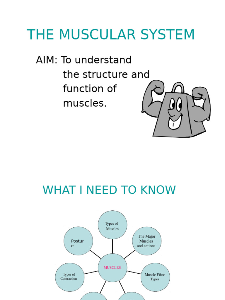 Muscles | PDF