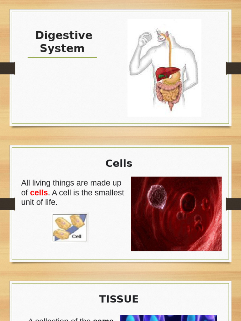 Digestive System | PDF