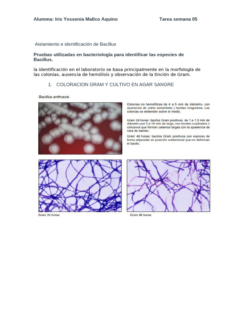 Aislamiento e Identificación de Bacillus | PDF