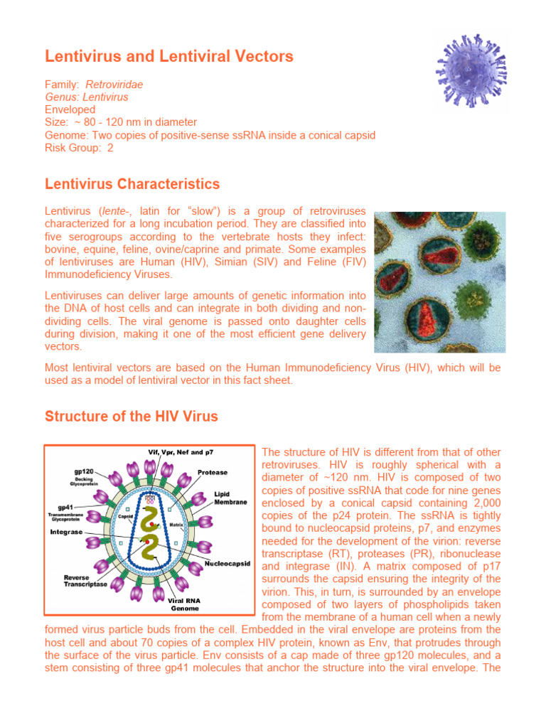 Lentiviral Vectors Fact Sheet | PDF