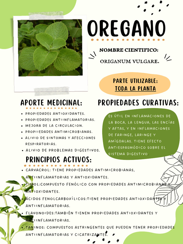 Oregano | PDF | Hogar, jardinería y bricolaje | Salud y bienestar