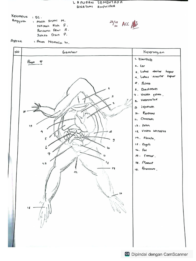 Lapsem Anatomi Katak | PDF