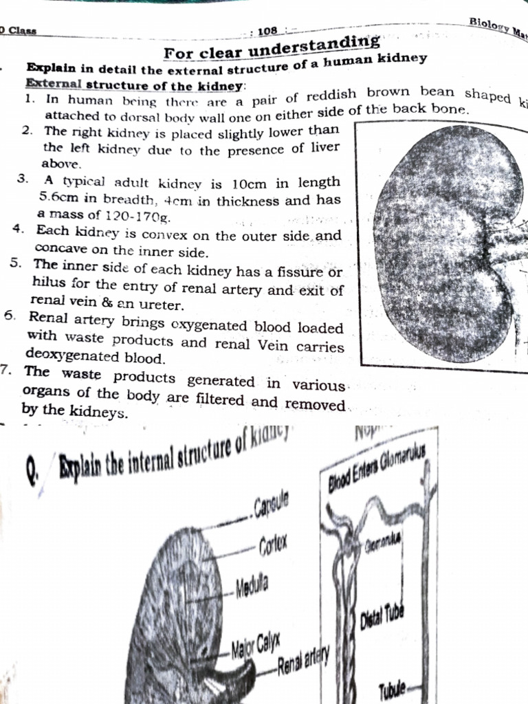 BIOLOGY Life Processes Class 10 Cbse Science | PDF