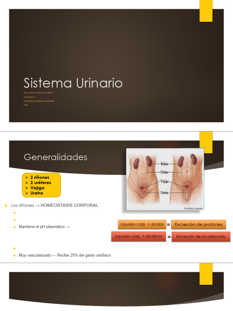 Sistema Urinario | PDF