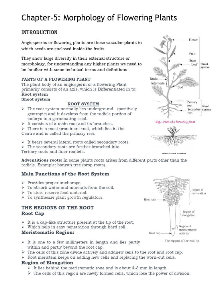 Morphology Notes Ch-5 | PDF