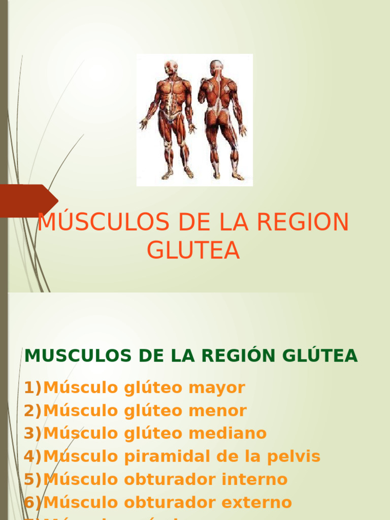 13musculos de La Region Glutea | PDF