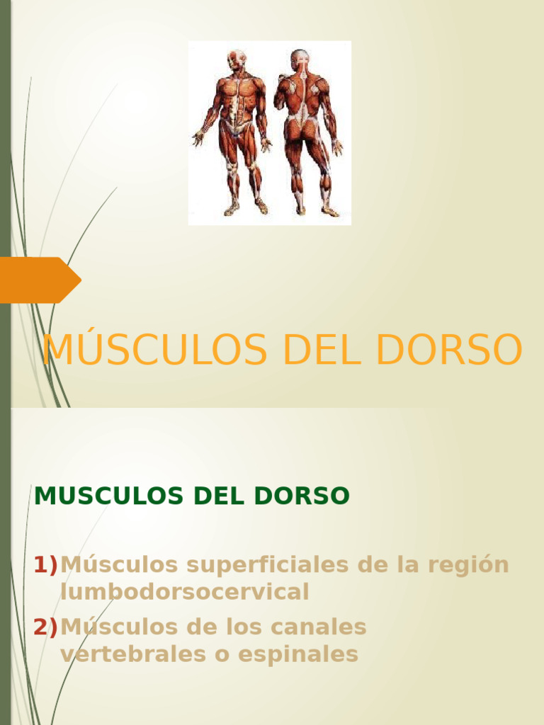 04musculos Del Dorso | PDF