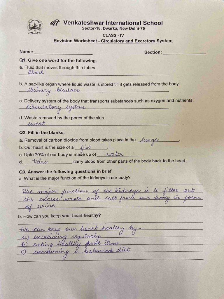 Answer Key - Circulatory & Excretory System | PDF