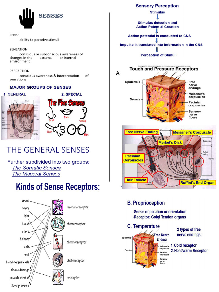 Week 8 Senses | PDF