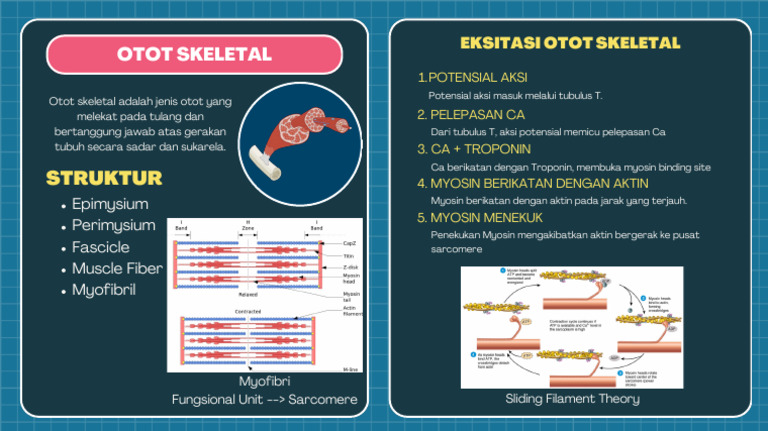 Fisiologi Eksitasi Otot Skeletal - Muhammad Kent Panjalu | PDF