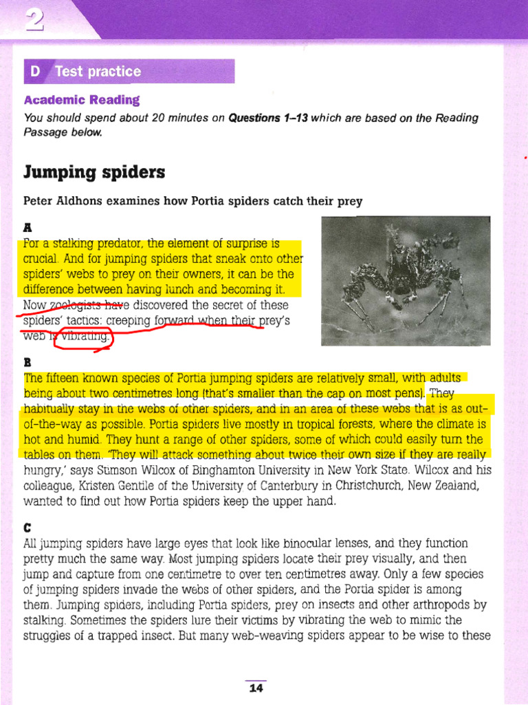 p14 Jumping Spiders | PDF