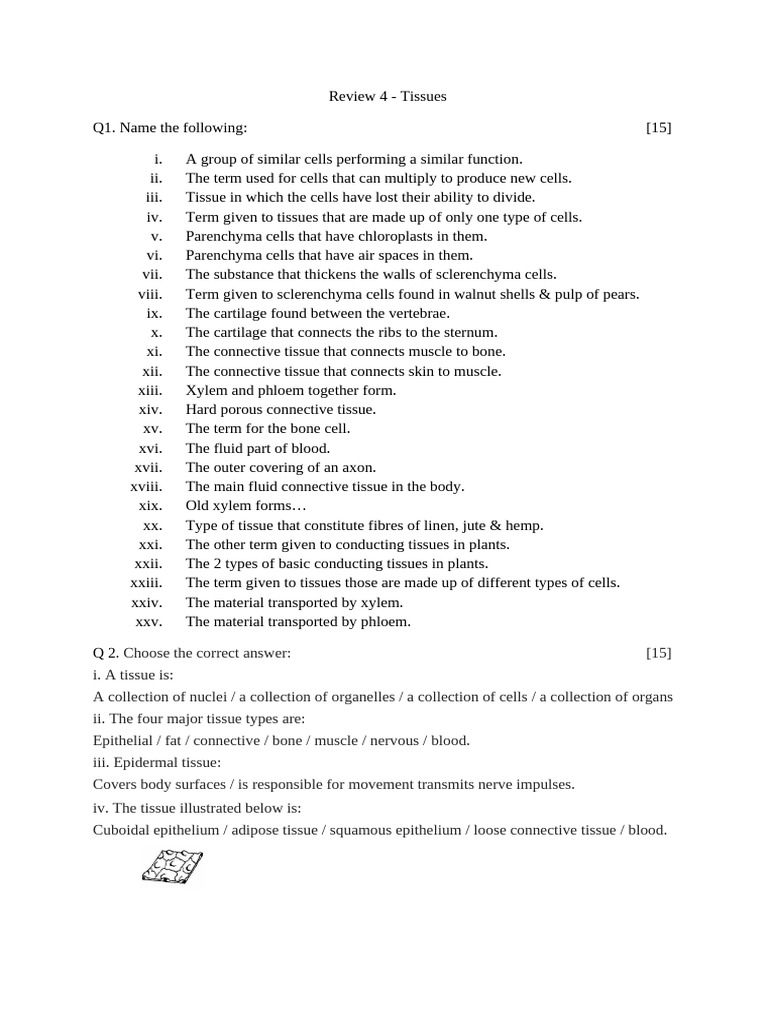 Review 4. Tissues | PDF