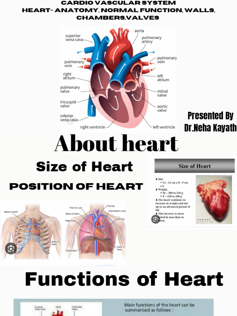 Cardio Vascular System Heart - Anatomy, Normal Function, Walls ...