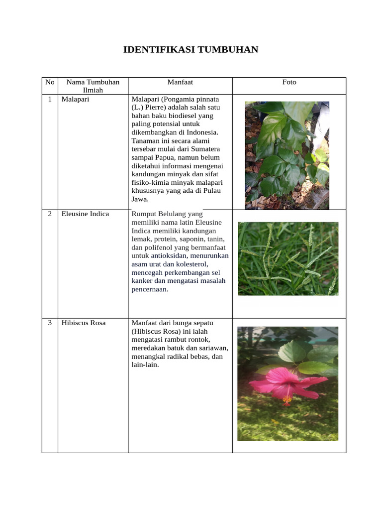 Identifikasi Tumbuhan | PDF