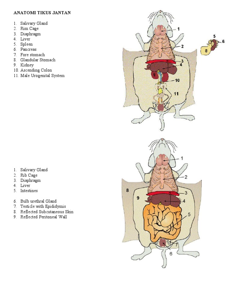 Anatomi Tikus Jantan | PDF