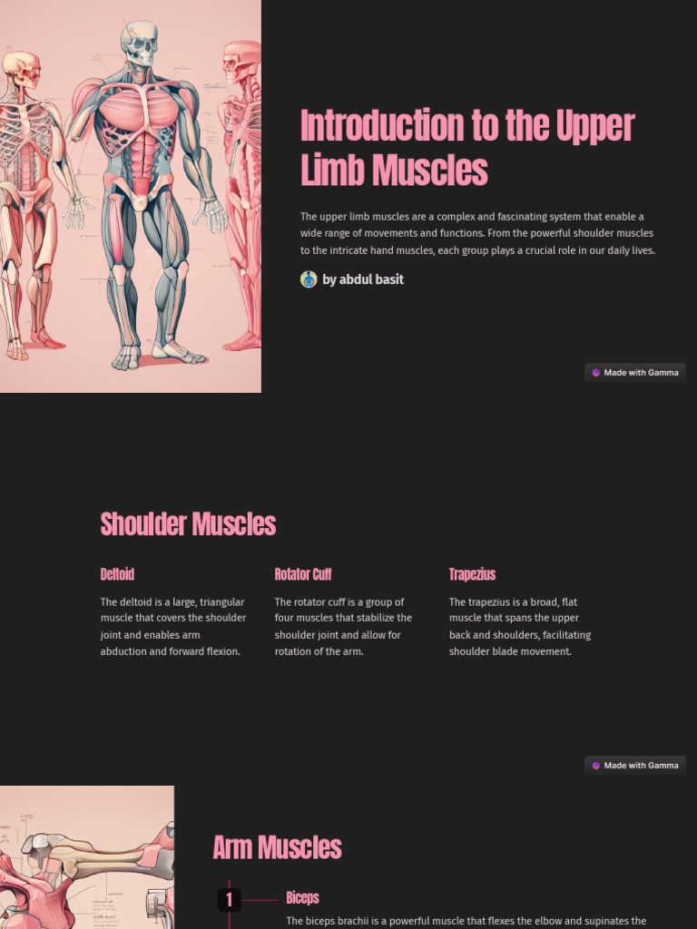 Introduction To The Upper Limb Muscles | PDF | Anatomical Terms Of ...