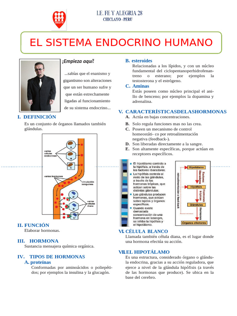 Ficha Del Sistema Endocrino 3 y 4 Sec | PDF
