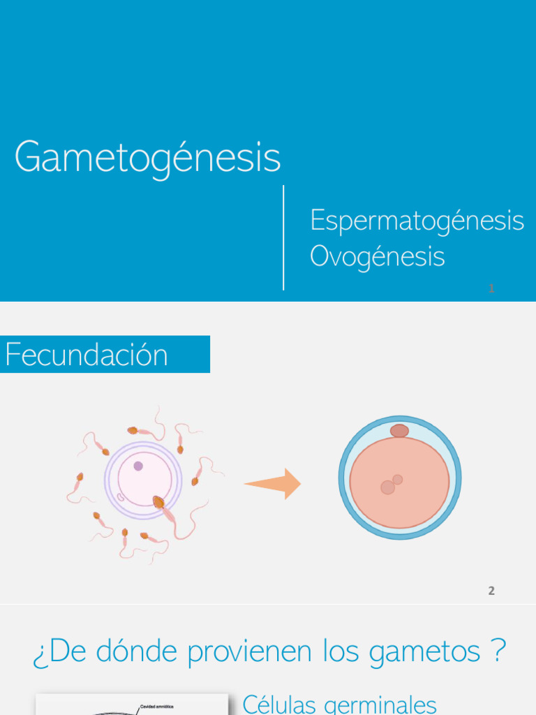 Gametogénesis - Espermatogénesis | PDF