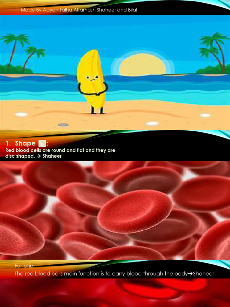 Presentation of rbc-1 | PDF