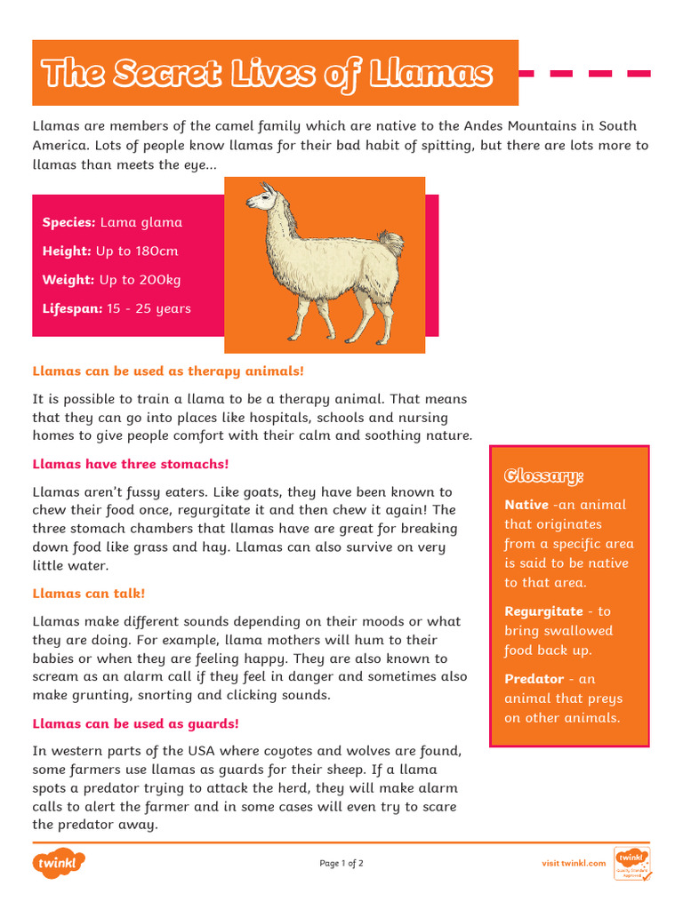 Year 3 Reading Comprehension - Non Chronological Report | PDF