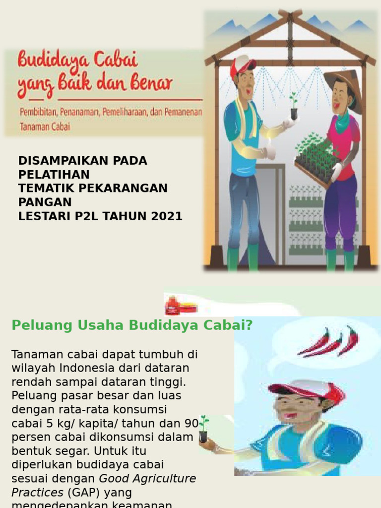 Budidaya Cabe | PDF