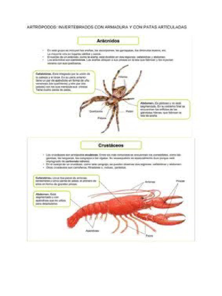 Artrópodos | PDF