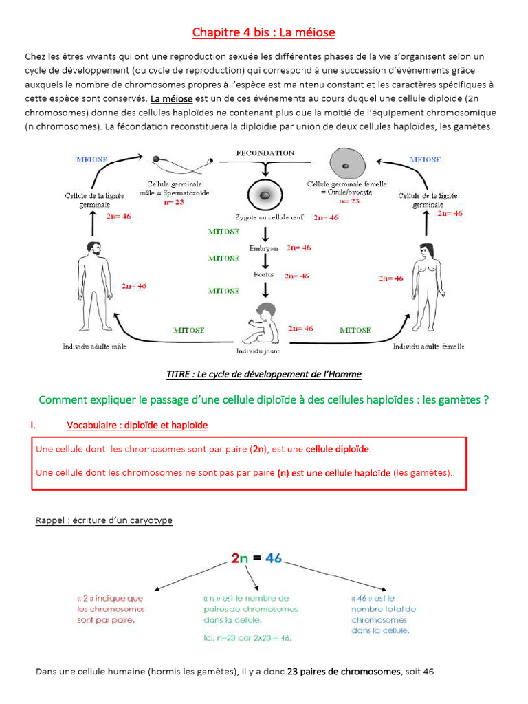 Chapitre 4 Bis La Méiose Pdf