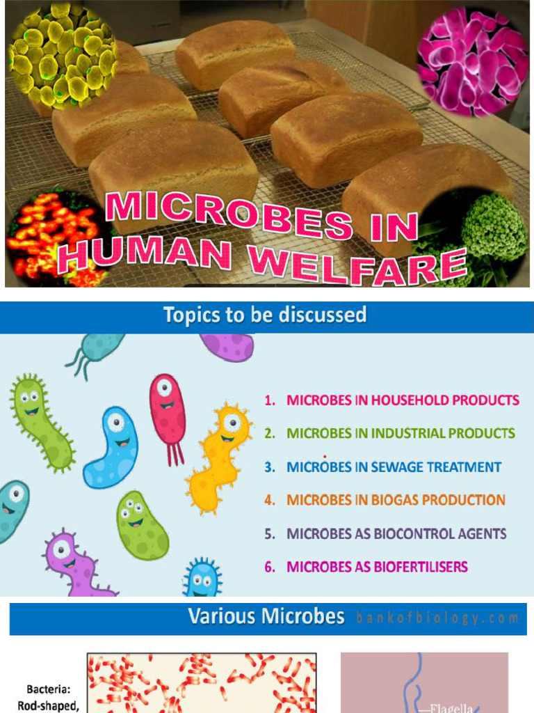Microbes in Human Welfare | PDF