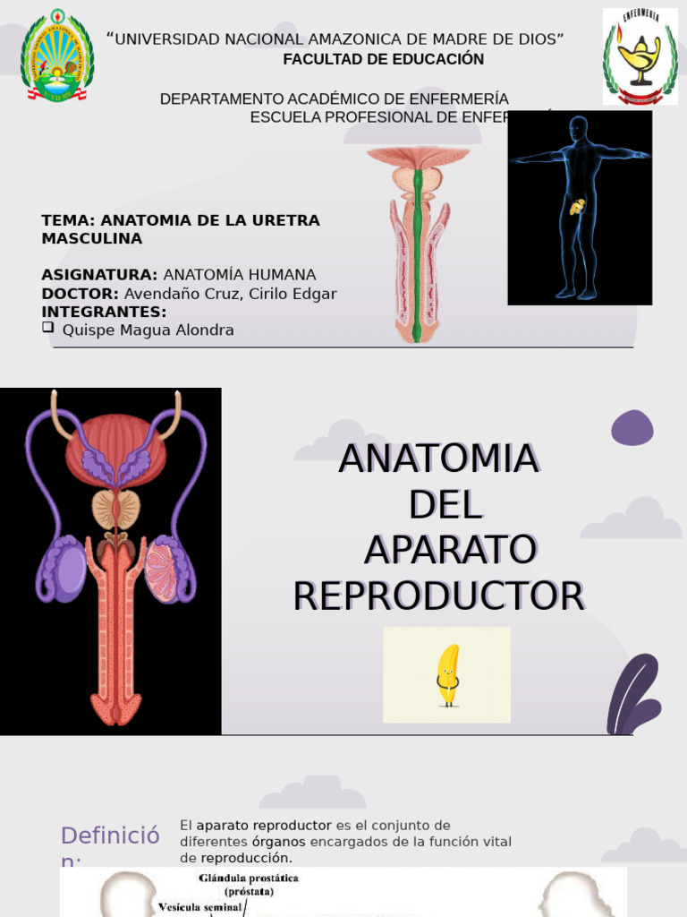 6 - 1 - Anatomía de La Uretra Masculino | PDF