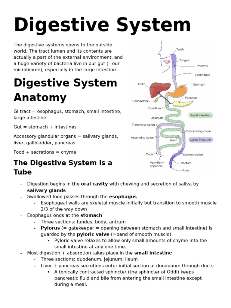 Digestive System Notes | PDF