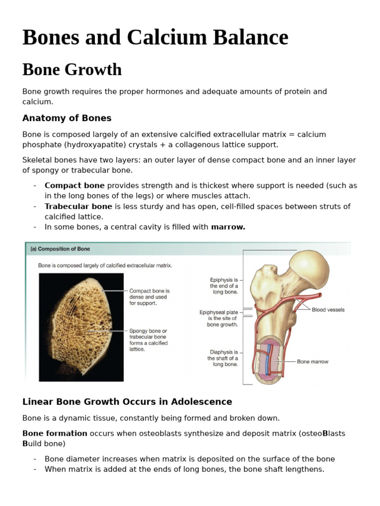 Bone and Calcium Balance Notes | PDF | Bone | Self-Improvement