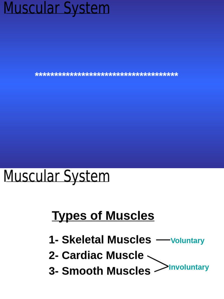 Muscular System | PDF