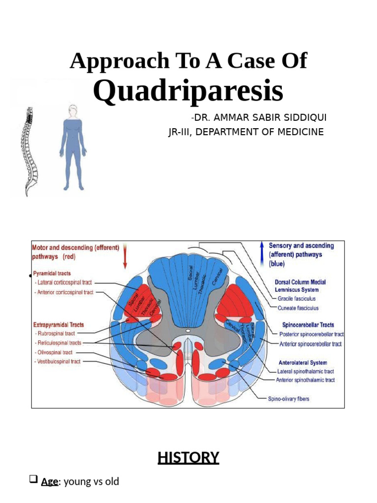 Approach To Quadriparesis | PDF | Arm | Spinal Cord