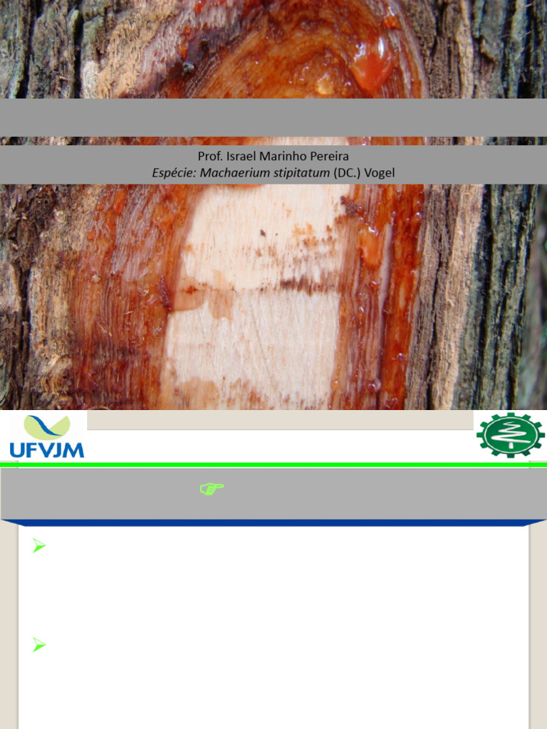 Aulas 3 e 4 Elementos Da Dendrologia | PDF