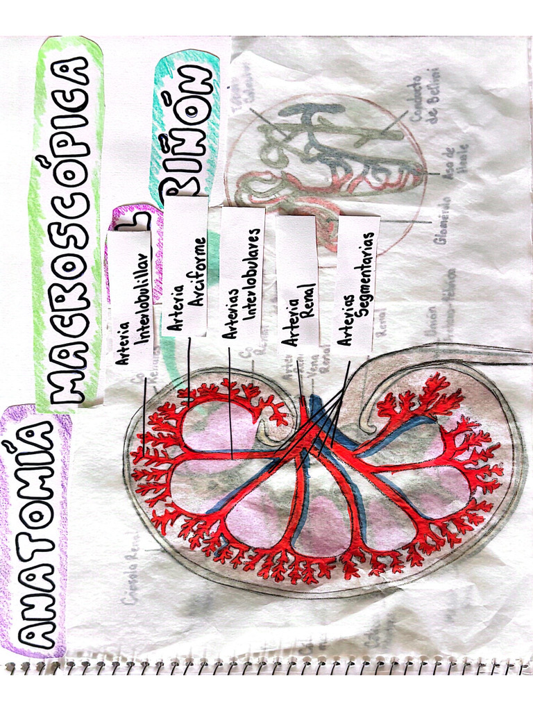 Anatomia Macroscópica Riñón Rivera Yeimi | PDF