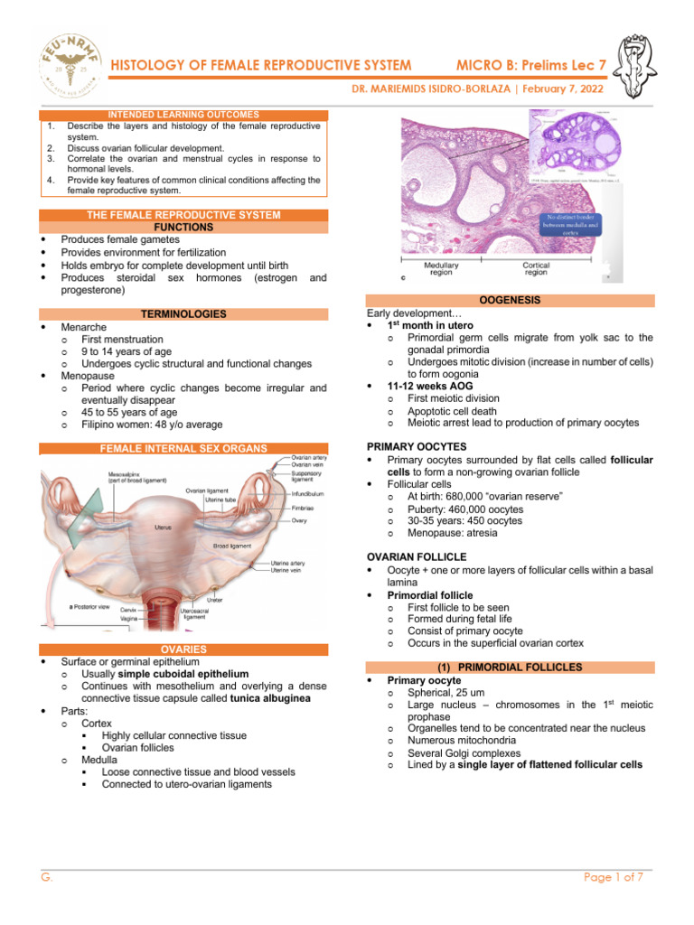 Histology of Female Reproductive System | PDF | Menstrual Cycle | Ovary