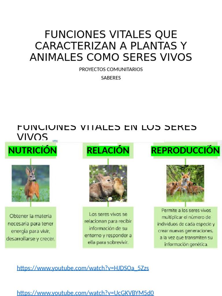 Funciones Vitales Que Caracterizan A Plantas y Animales Saberes | PDF