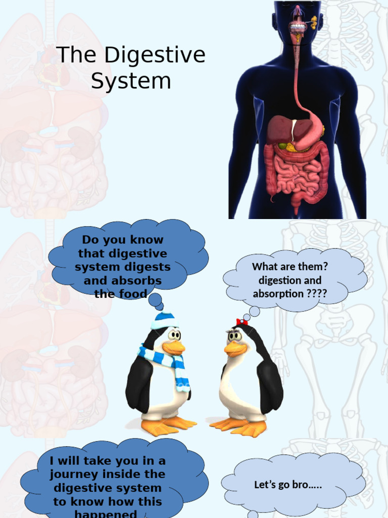 The Digestive System | PDF | Digestion | Human Digestive System