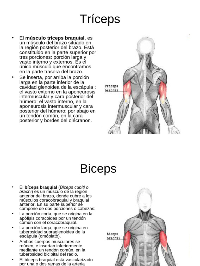 Tríceps | PDF